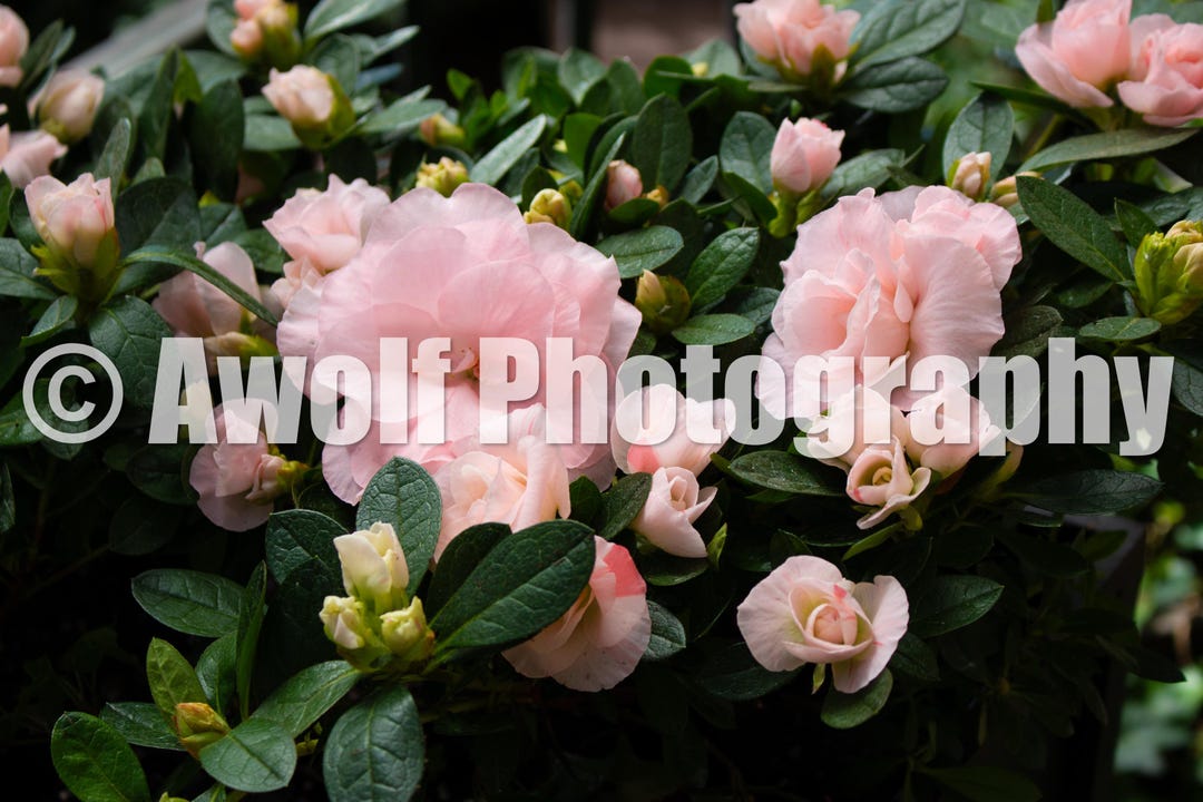 Digital Azaleas Image - Etsy