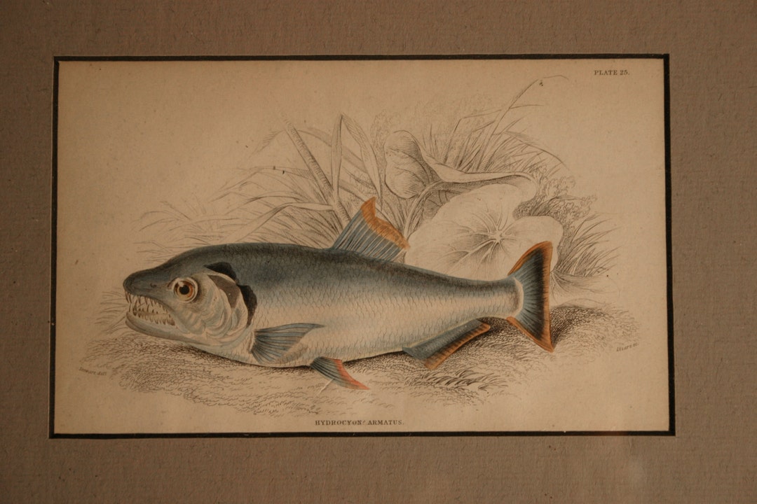 19th Century W.H. Lizars Engraving - Hydrocyon Armatus From Jardine's ...