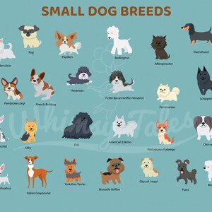 66 Cute Vector Dogs Bundle SVG, Playful Dog Breeds, Funny Dogs Clipart ...