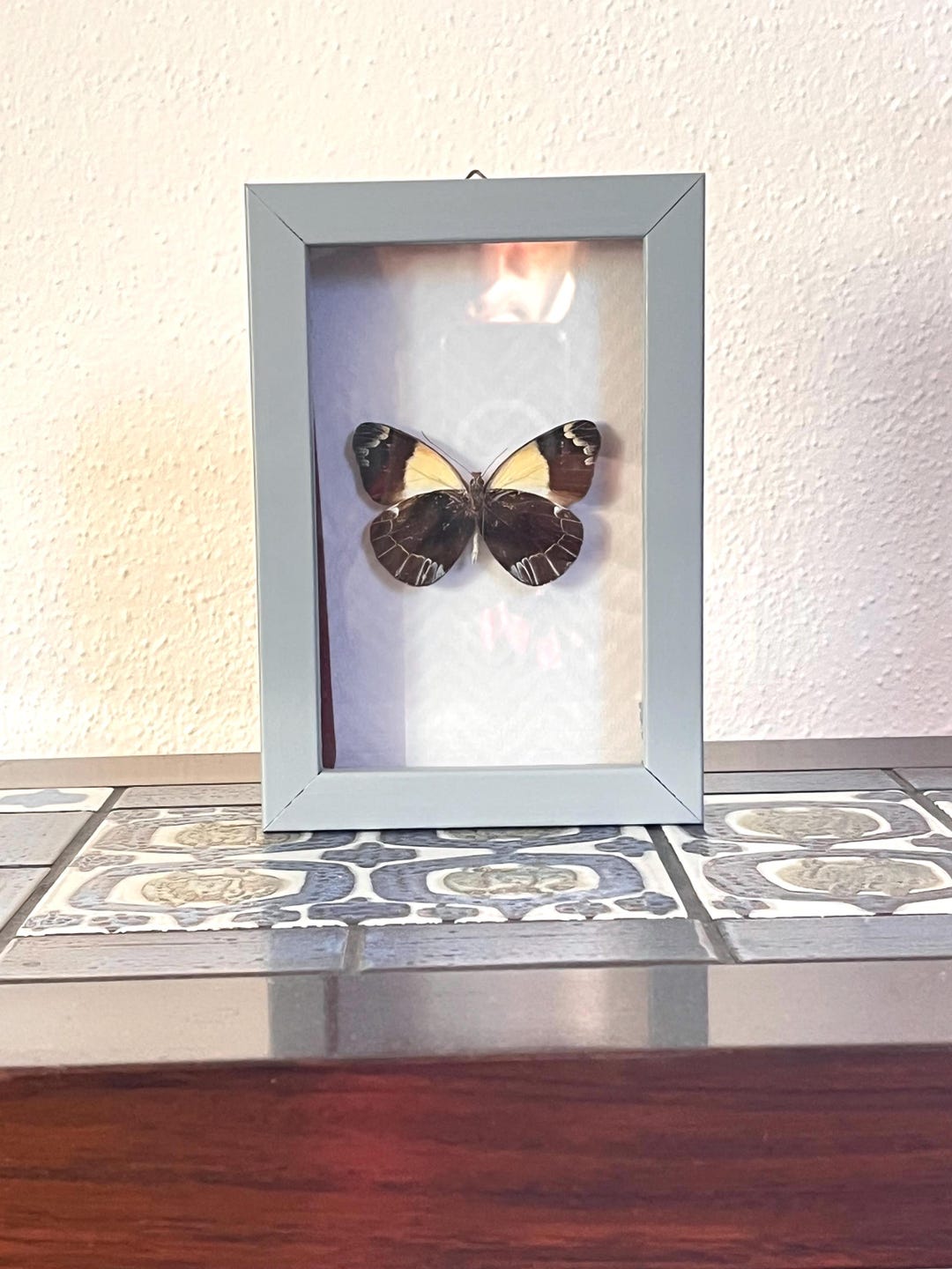 Vintage Entomology Display Case, Vintage Taxidermy, Old Framed ...