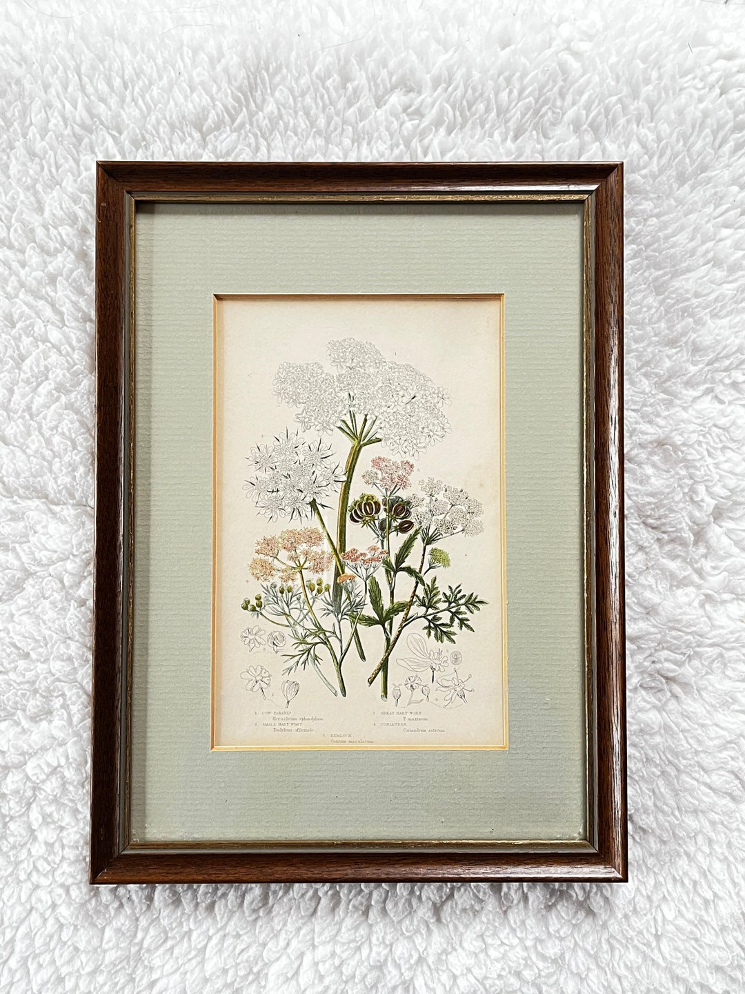 Vintage Botanical Illustration, Original Print Wildflower Plants, Wall ...