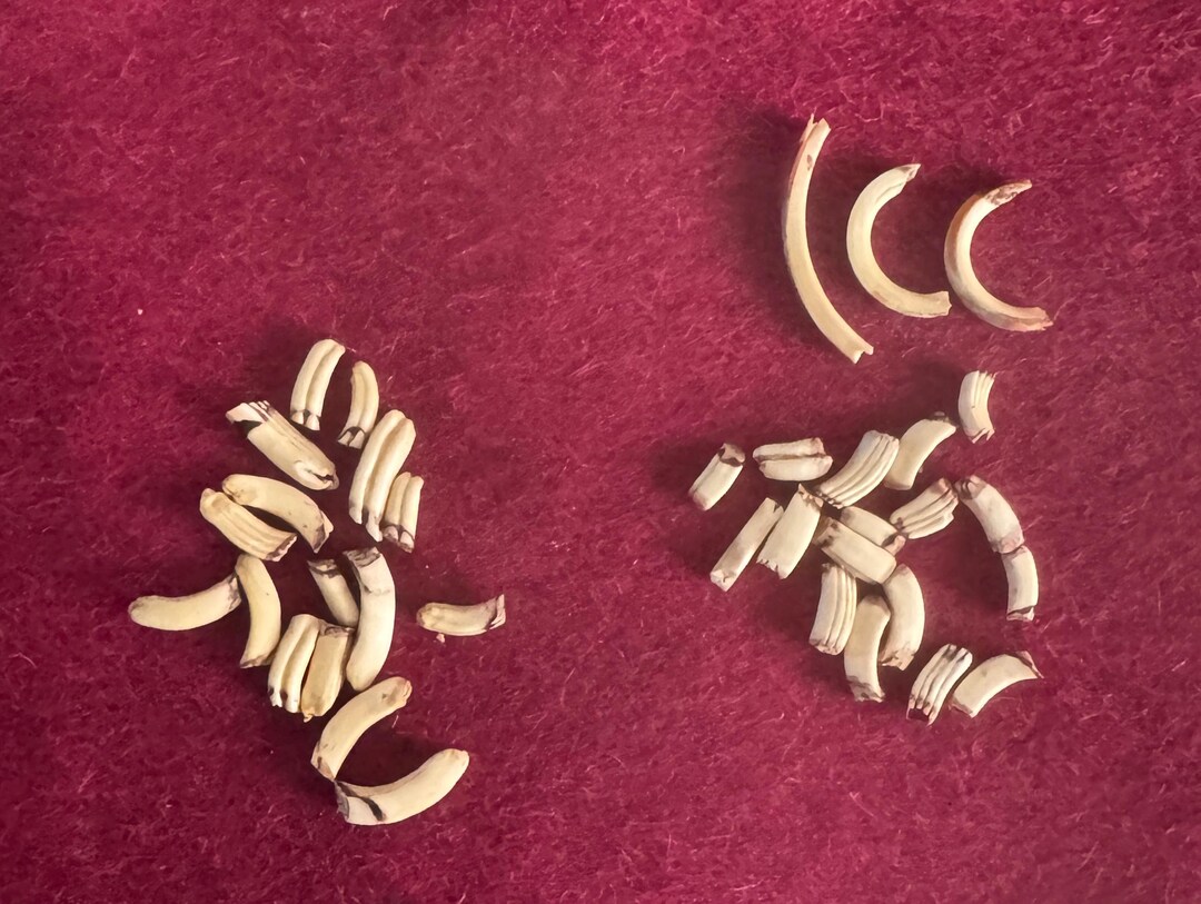 Genuine Beaver Fox Teeth, Craft Supplies, Bone Art, Shaman Tools, Real ...