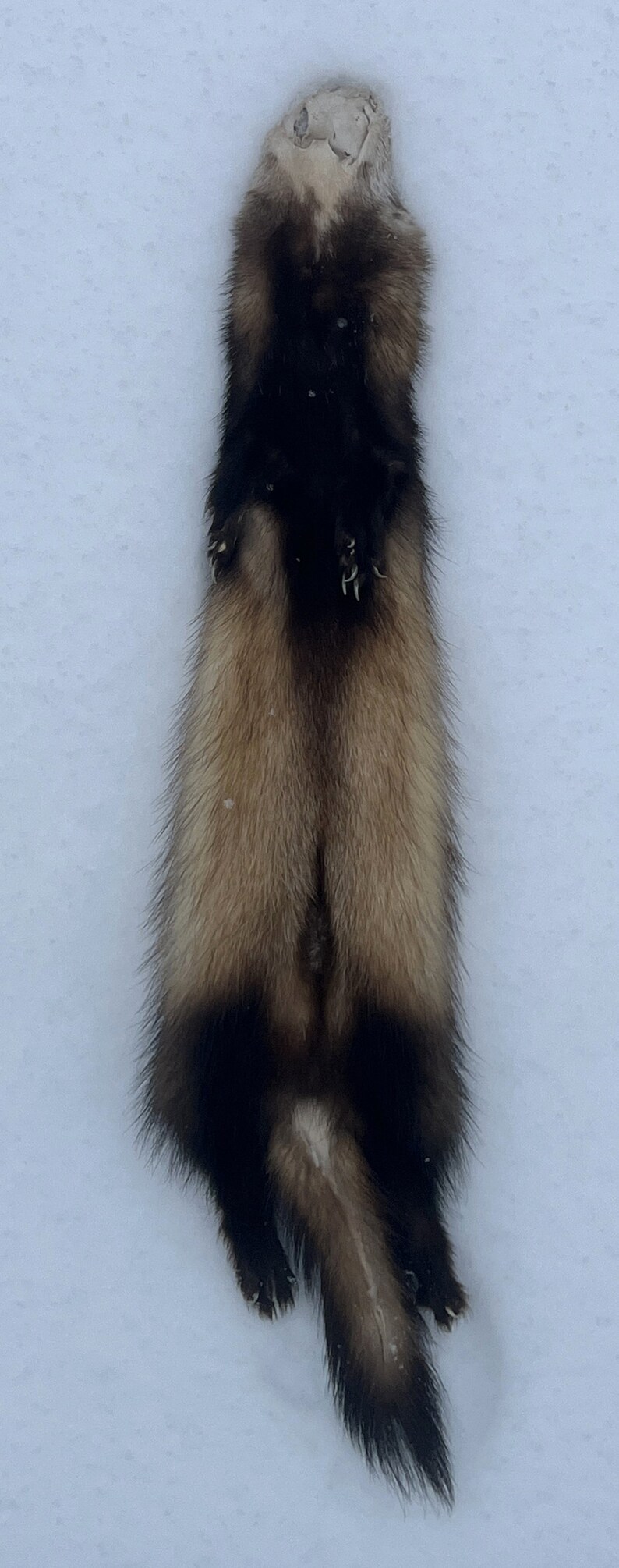 Real Ferret Pelt: Natural Brown Winter Fur (21-24 Inches) - Etsy