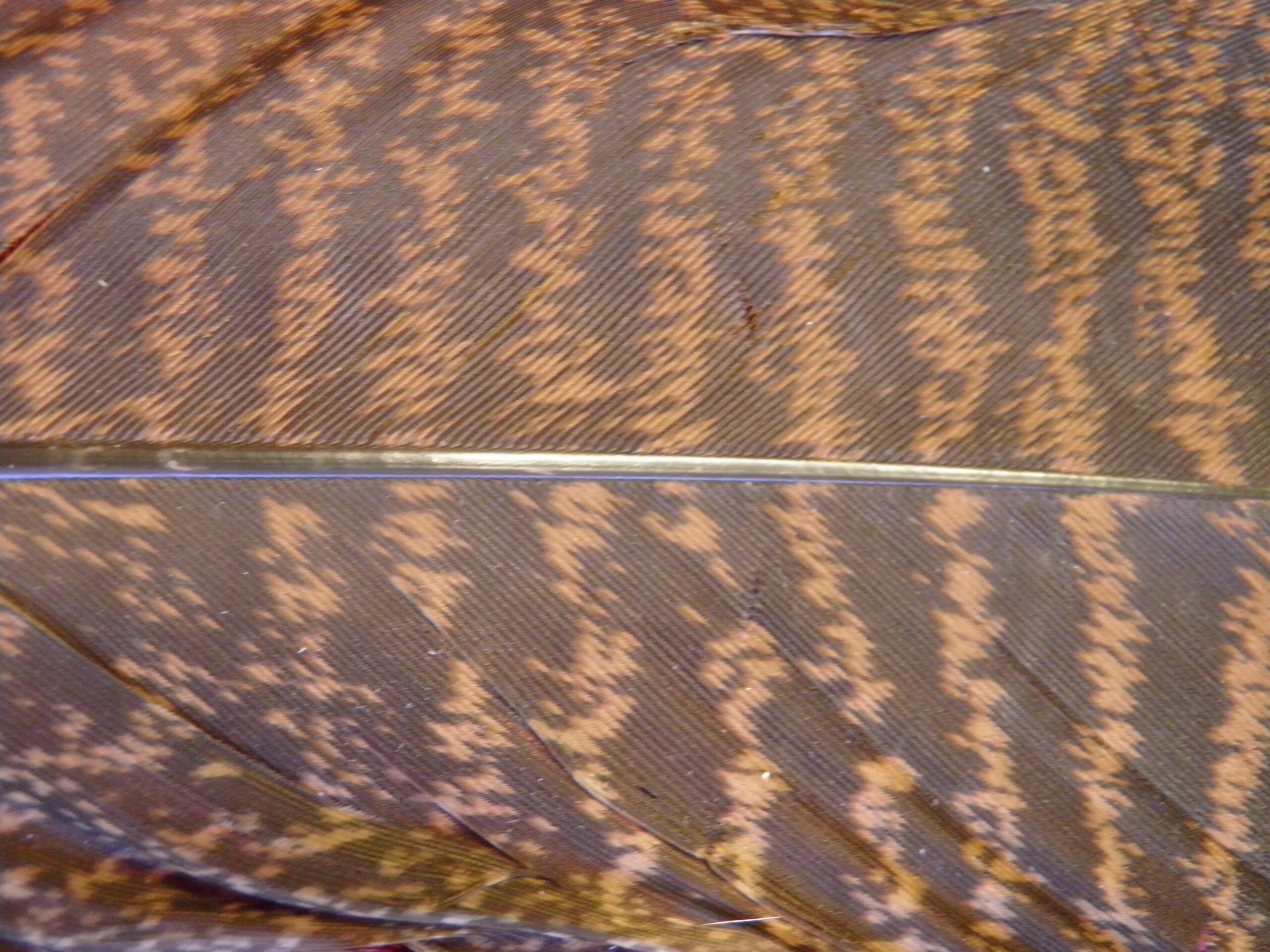 Mottled Turkey Tail Feathers - Etsy