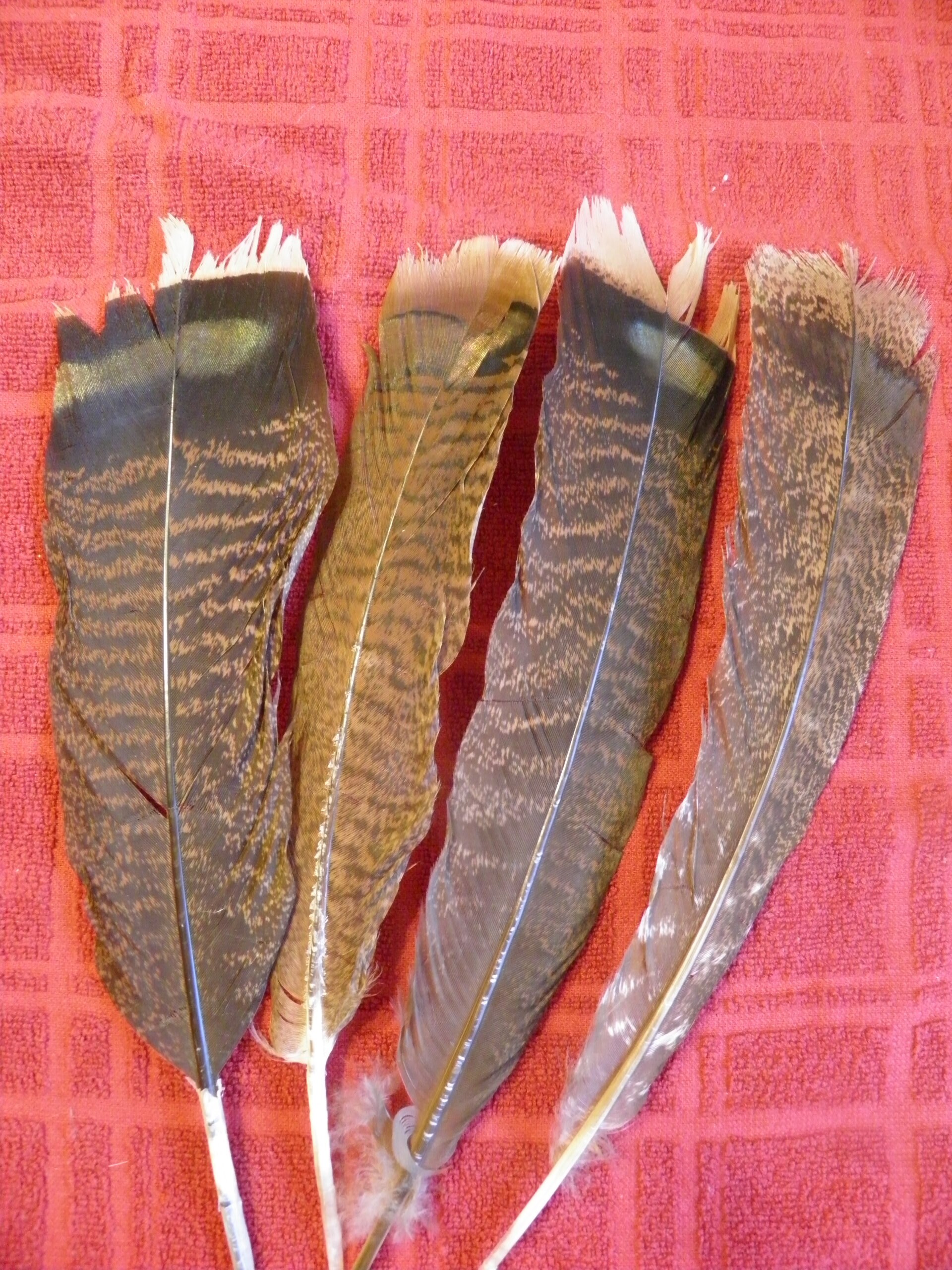 Mottled Turkey Tail Feathers - Etsy