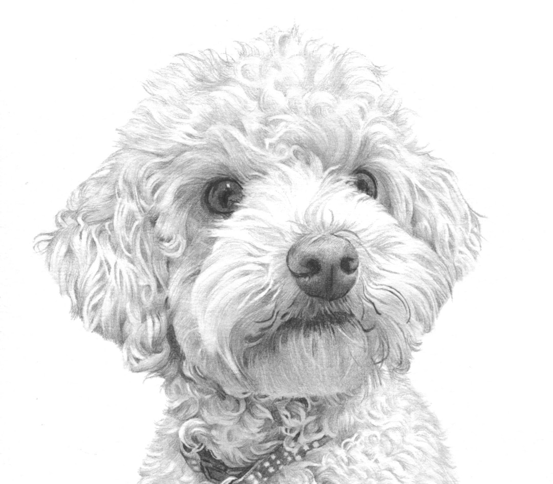 Maltipoo Portrait Drawing. Cockapoo, Cavapoo, Cavachon, Chorkie ...