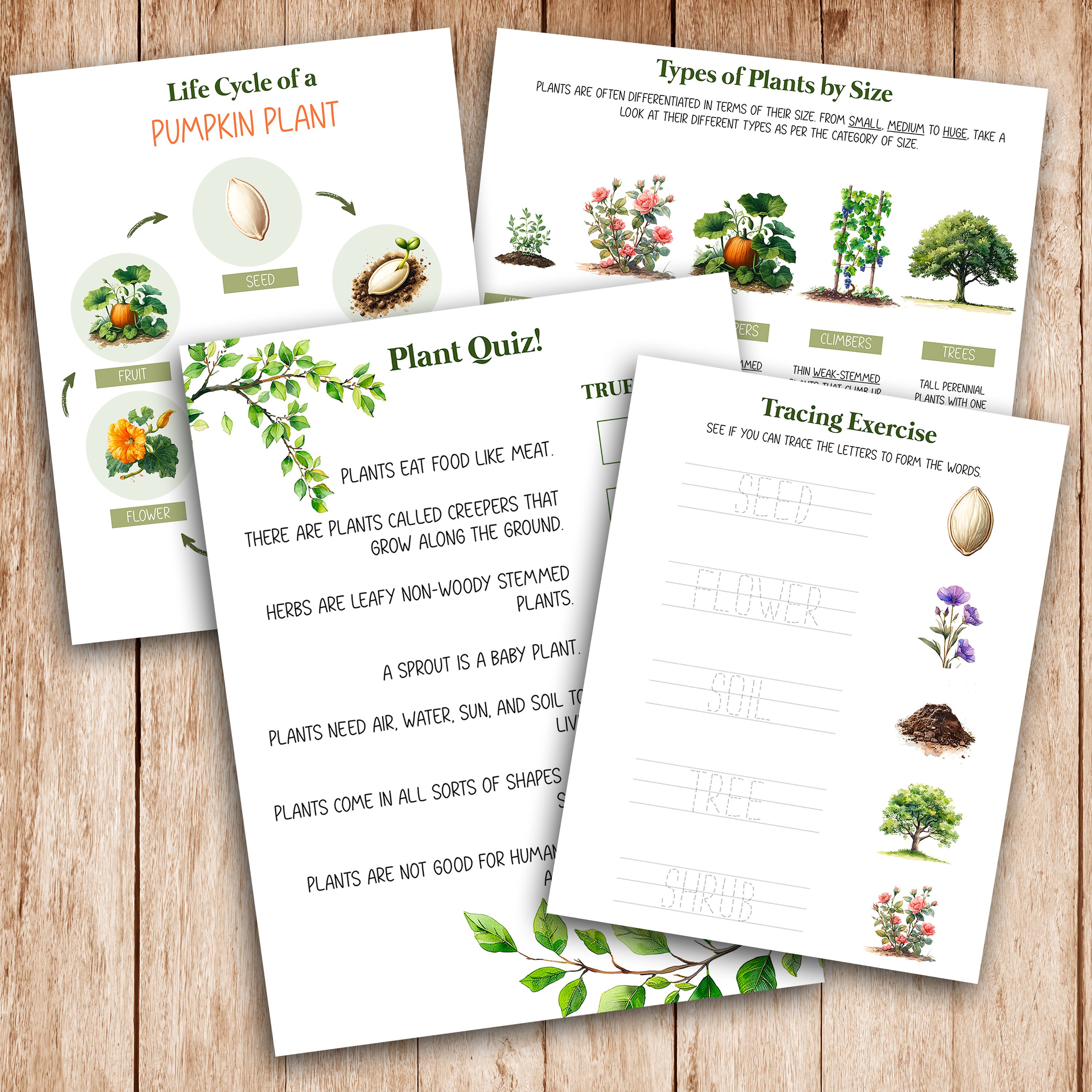 PLANT Unit Study, Life Cycle of a Plant, Plant Anatomy, Printable ...