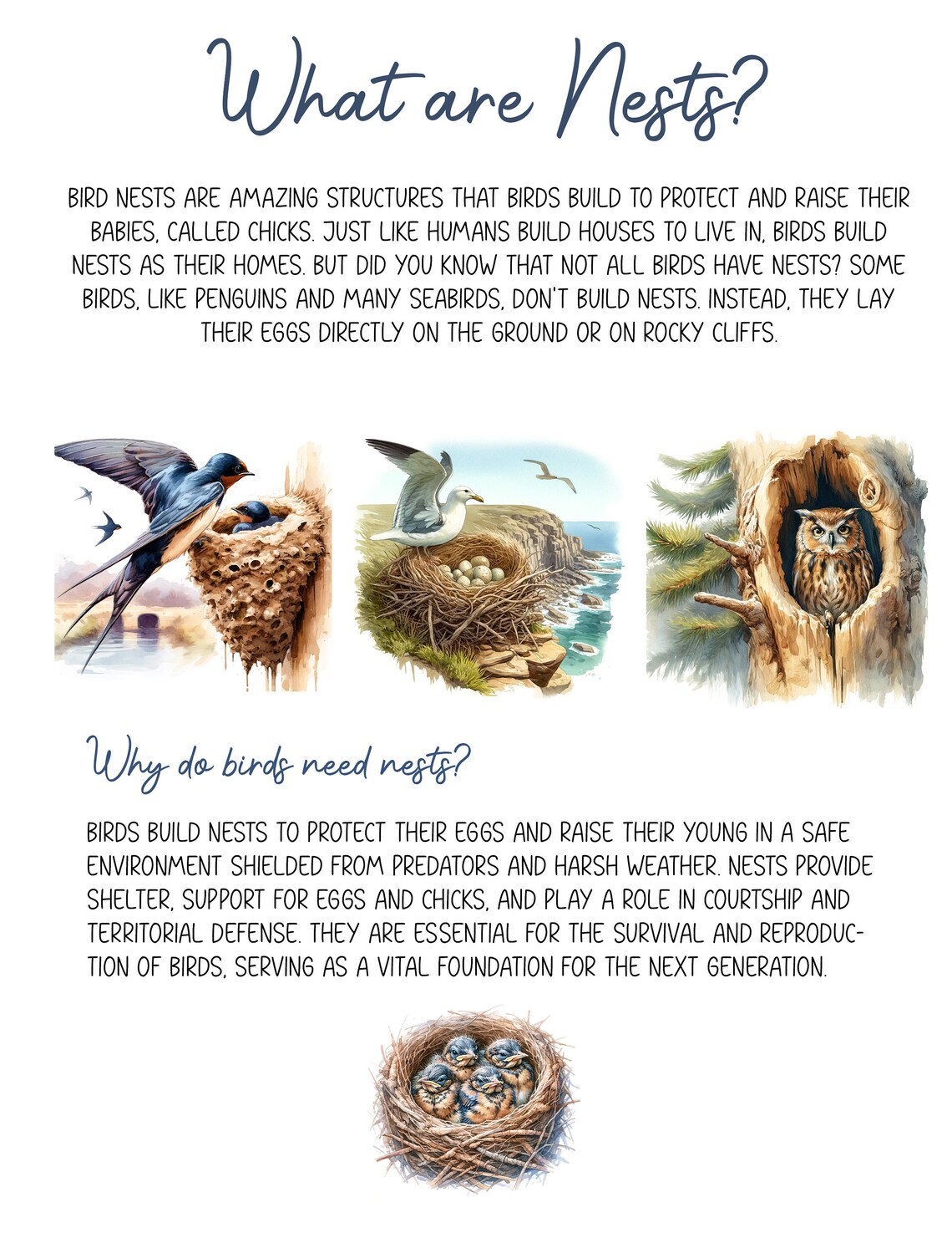 BIRD NESTS Unit Study, Life Cycle of a Bird, Nature, Printable ...
