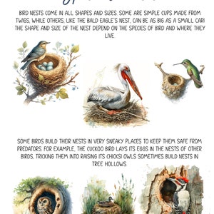 BIRD NESTS Unit Study, Life Cycle of a Bird, Nature, Printable ...