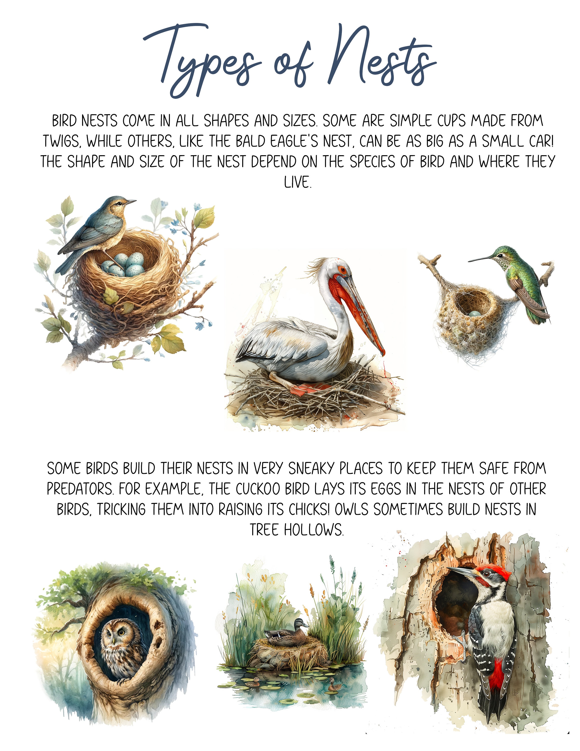 BIRD NESTS Unit Study, Life Cycle of a Bird, Nature, Printable ...
