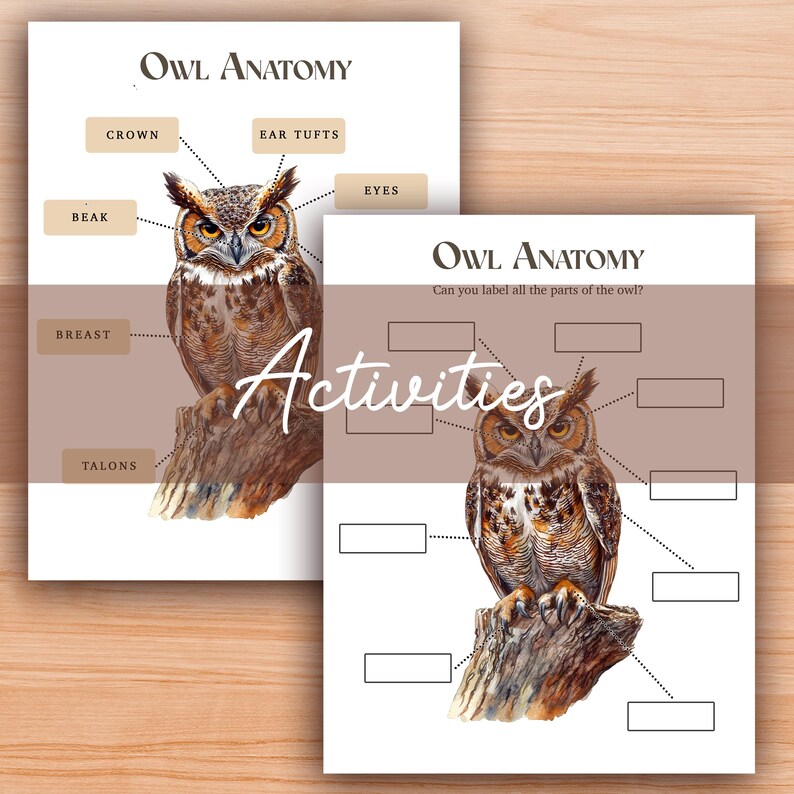 OWL Unit Study, Life Cycle of a Bird, Nature, Printable, Montessori ...