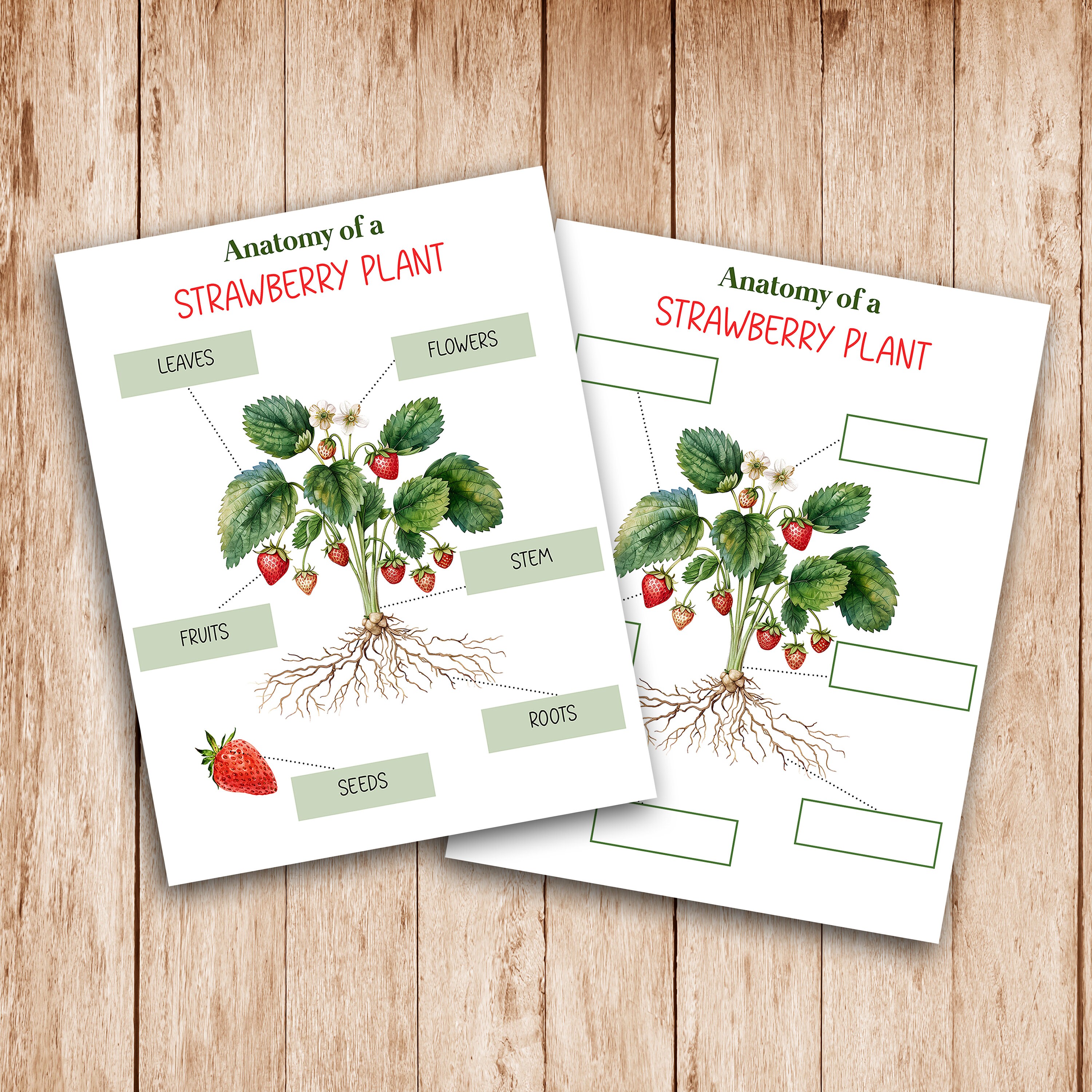 PLANT Unit Study, Life Cycle of a Plant, Plant Anatomy, Printable ...