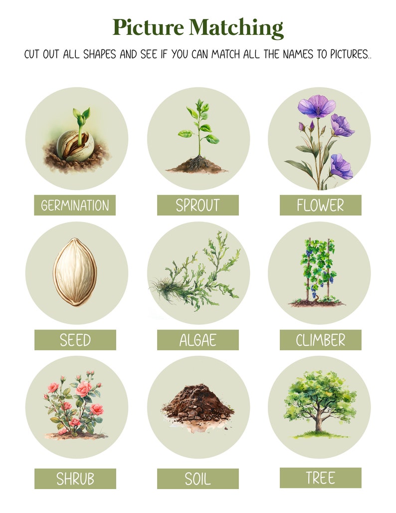 PLANT Unit Study, Life Cycle of a Plant, Plant Anatomy, Printable ...