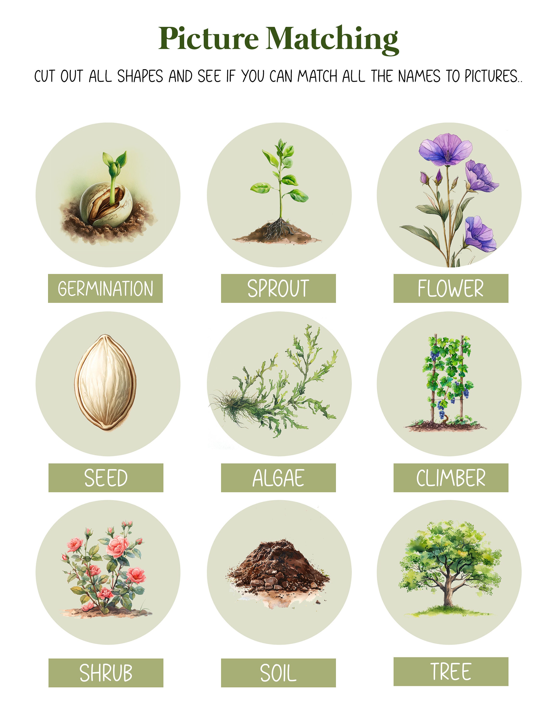 PLANT Unit Study, Life Cycle of a Plant, Plant Anatomy, Printable ...