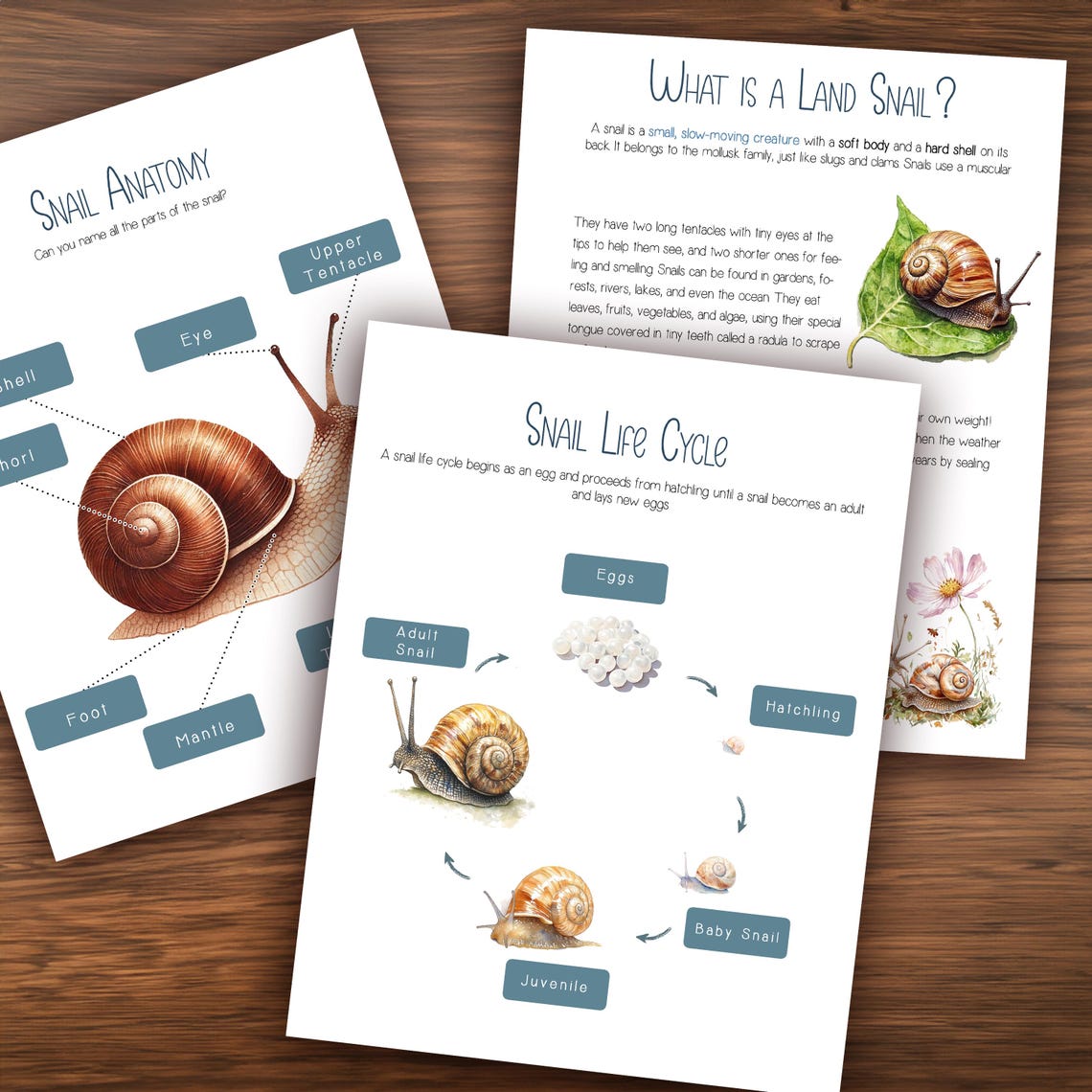 LAND SNAIL Unit Study, Mollusk, Snails & Slugs, Nature, Printable ...