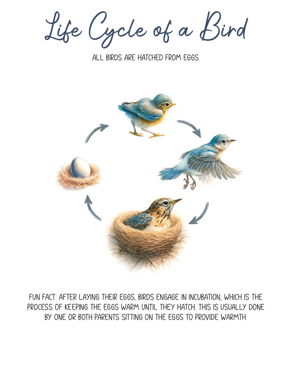 BIRD NESTS Unit Study, Life Cycle of a Bird, Nature, Printable ...