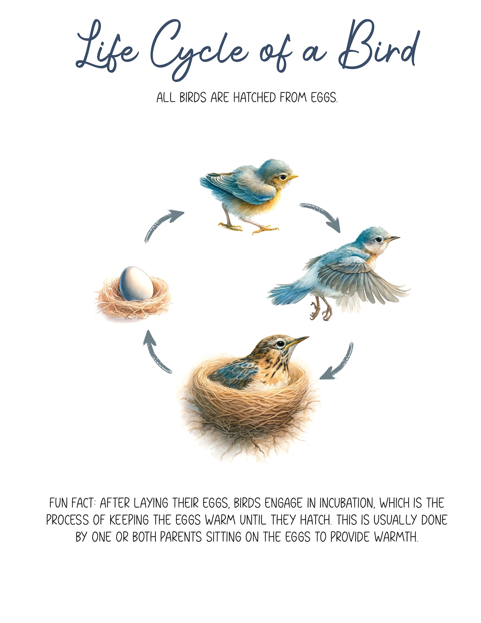 BIRD NESTS Unit Study, Life Cycle of a Bird, Nature, Printable ...