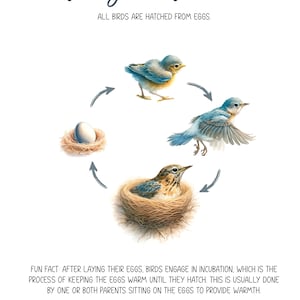 BIRD NESTS Unit Study, Life Cycle of a Bird, Nature, Printable ...