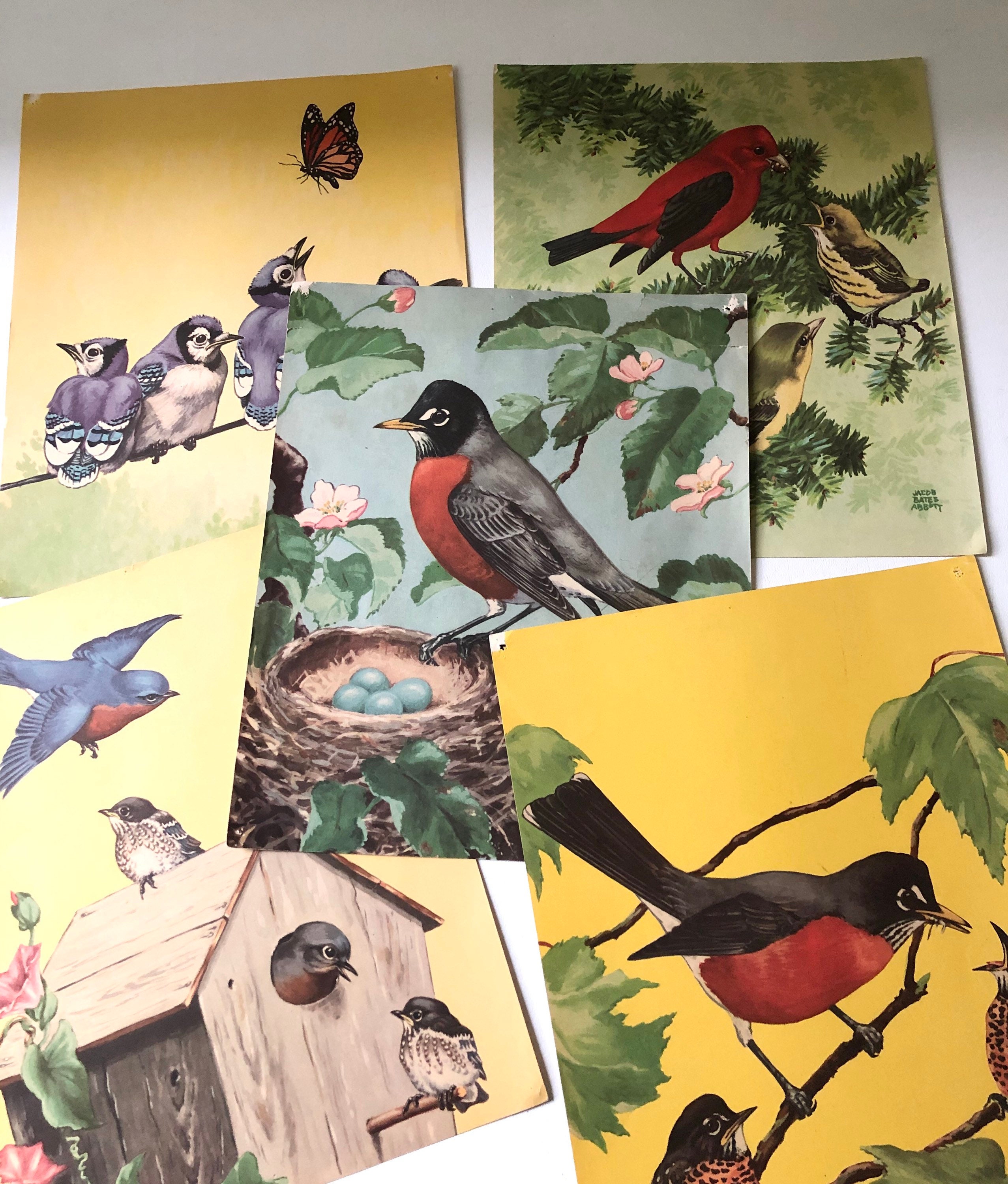 Vintage Bird Prints / Jacob Bates Abbott Bird Print / SET of 5 - Etsy UK