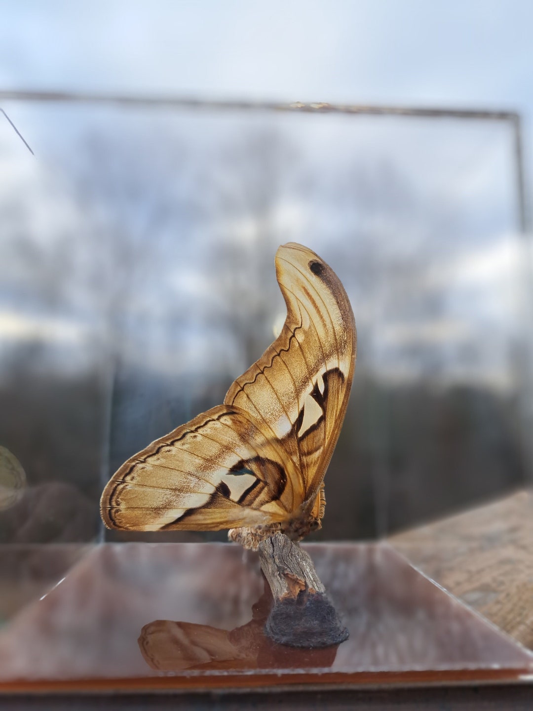 Vintage Attacus Atlas Moth Mounted on Wood in an Acrylic Cube - Etsy
