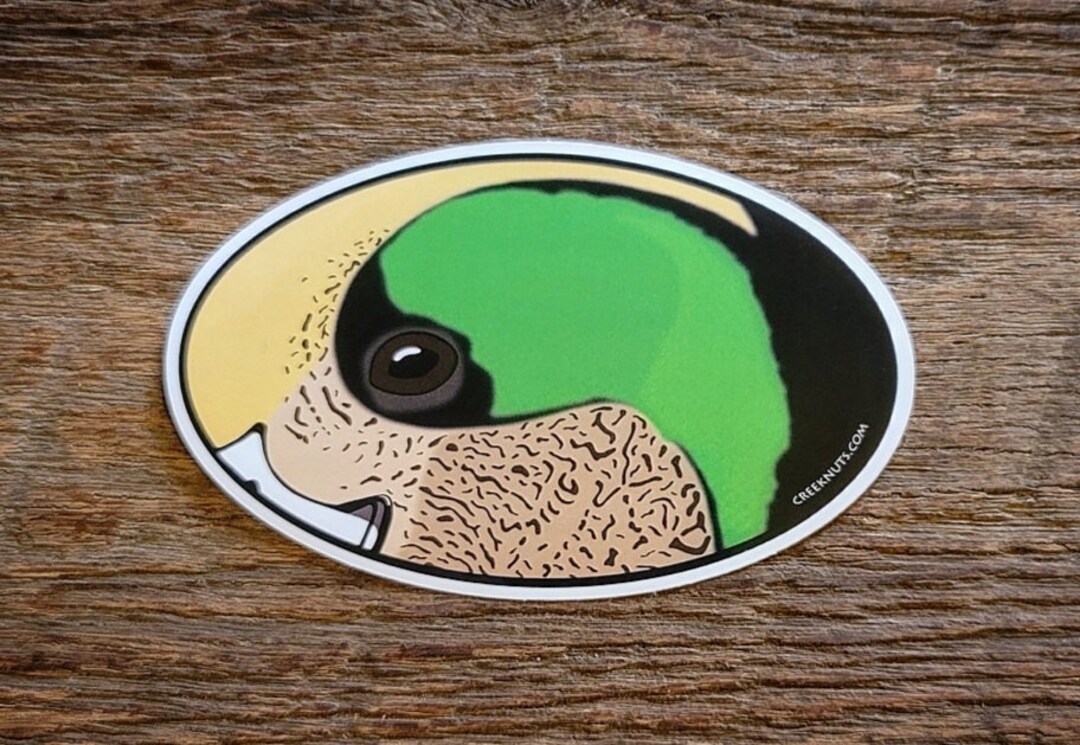 Widgeon Duck Sticker Decal - Etsy