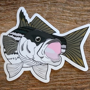Striper Striped Bass Sticker Decal - Etsy