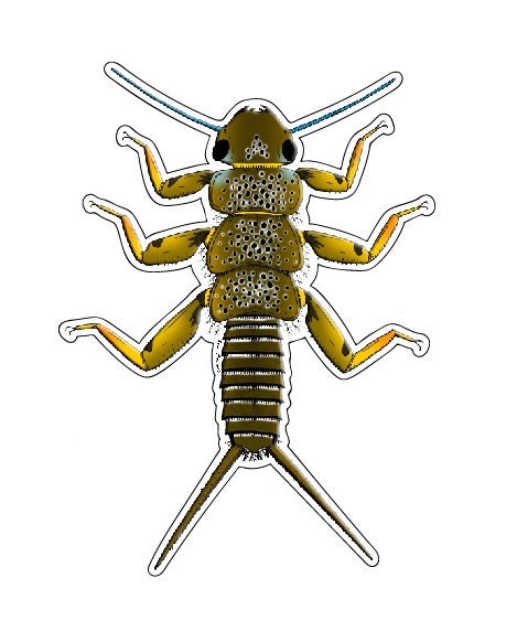 Brown Trout Stonefly Sticker Decal Designed by Evan Makuvek | Etsy