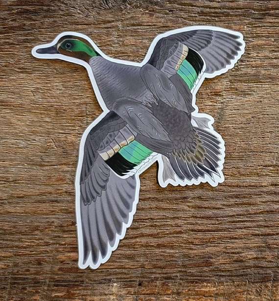 Flying Green Winged Teal Duck Sticker Decal - Etsy
