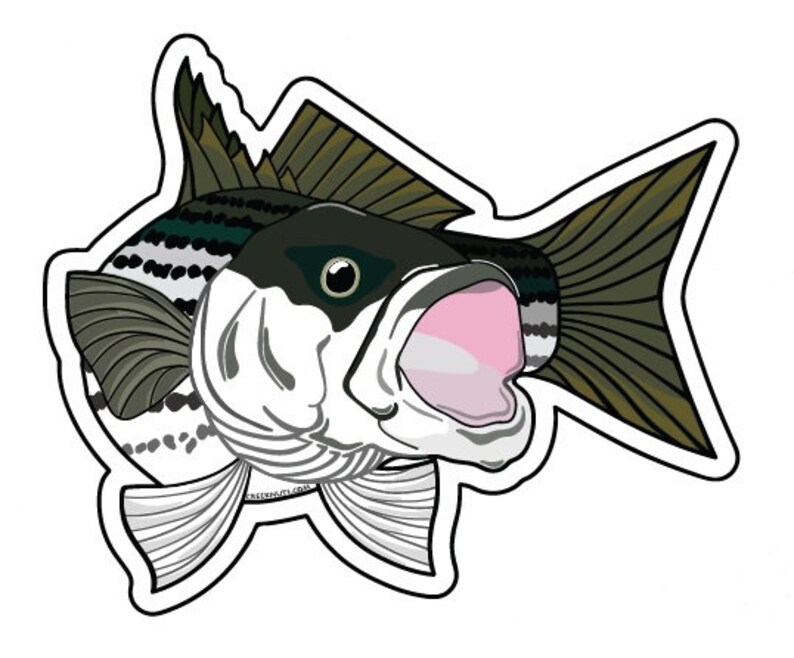 Striper Striped Bass Sticker Decal - Etsy