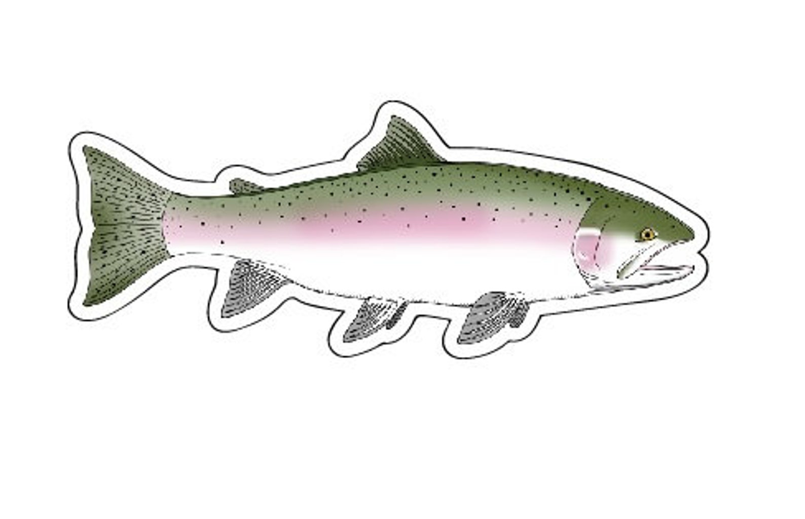Steelhead Trout CHROME Mirror Sticker Decal Designed by Evan - Etsy 日本