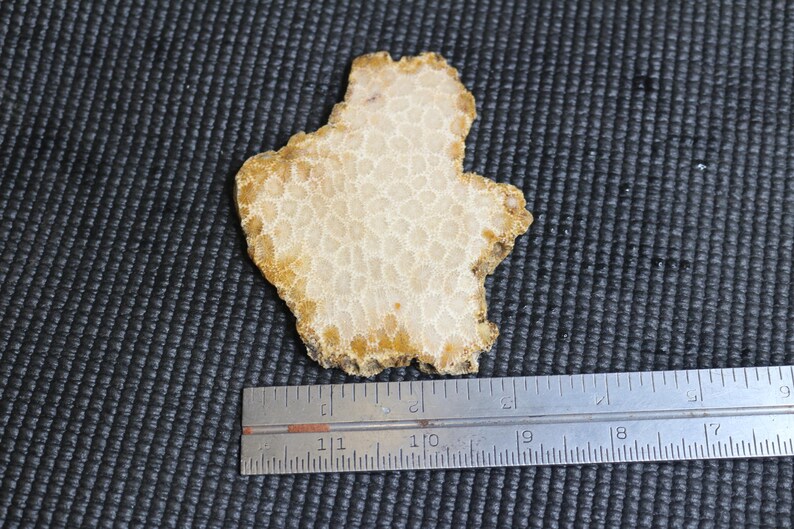 Indonesian Fossil Coral Slab - Etsy