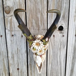 Skull, Decorative Skull, Taxidermy, Skull Decor, Boho Decor, Painted ...