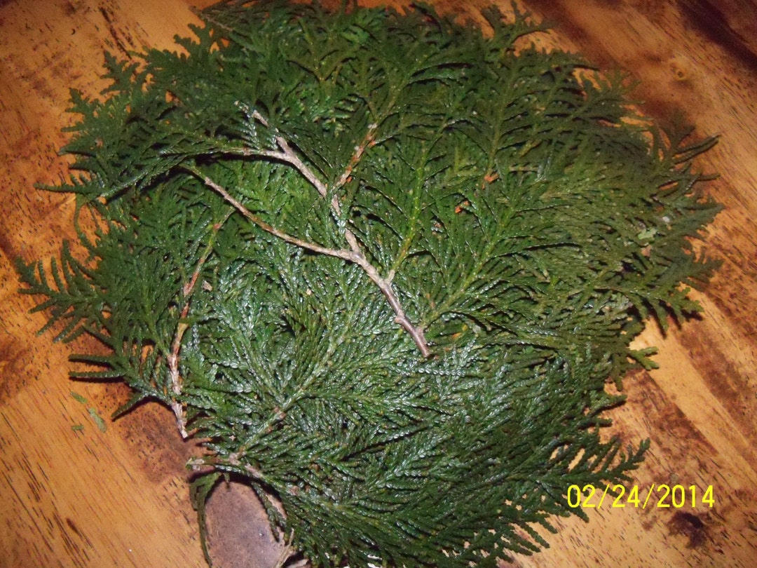 Fresh Cedar Tips 8oz - Etsy