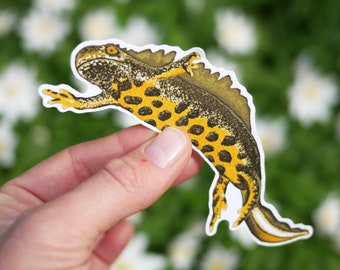 Cockatiel Vinyl Sticker - Waterproof Animal Wildlife Inspired Gift With ...