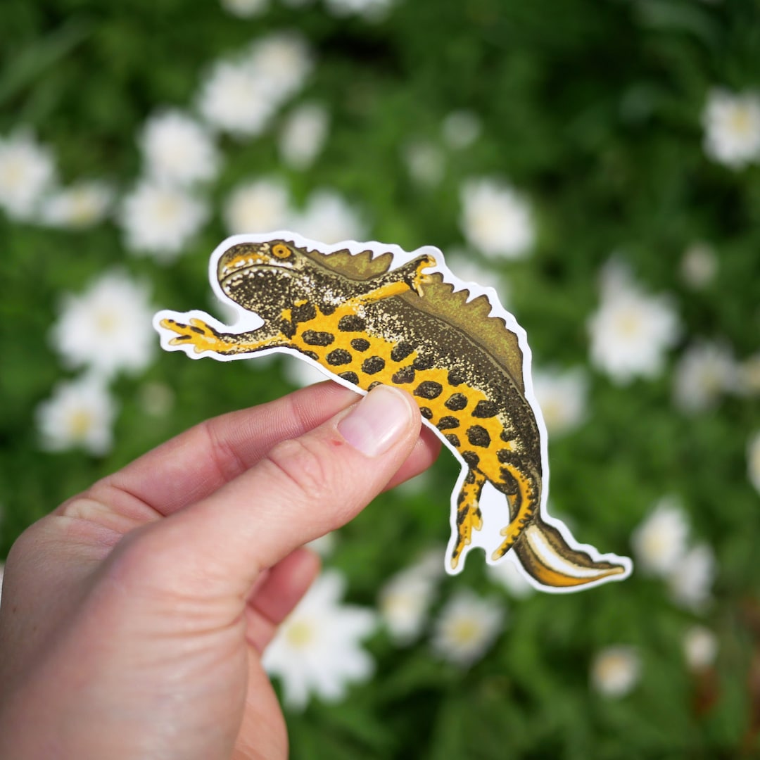 Great Crested Newt Vinyl Sticker - Waterproof Animal Wildlife Inspired ...