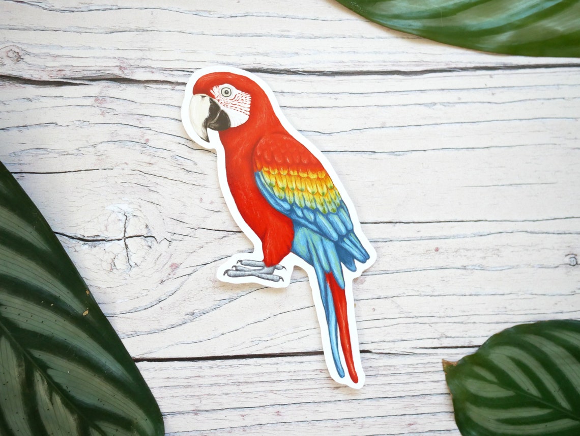 Scarlet Macaw Vinyl Sticker - Waterproof Animal Wildlife Inspired Gift ...