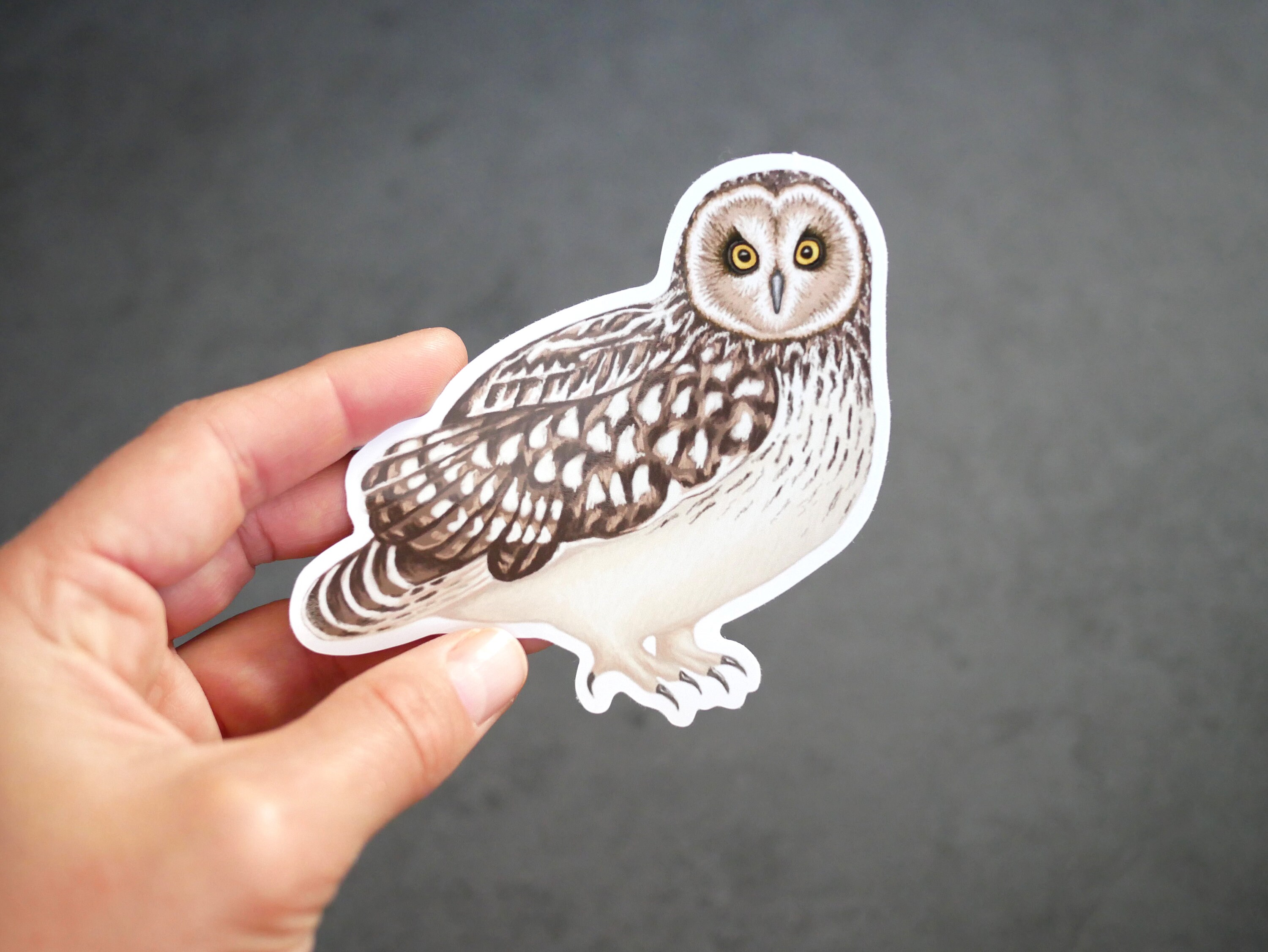Short-eared Owl Vinyl Sticker - Waterproof Animal Wildlife Inspired ...