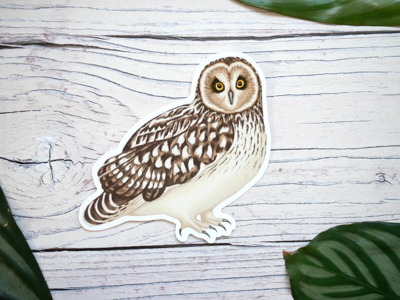 Short-eared Owl Vinyl Sticker - Waterproof Animal Wildlife Inspired ...