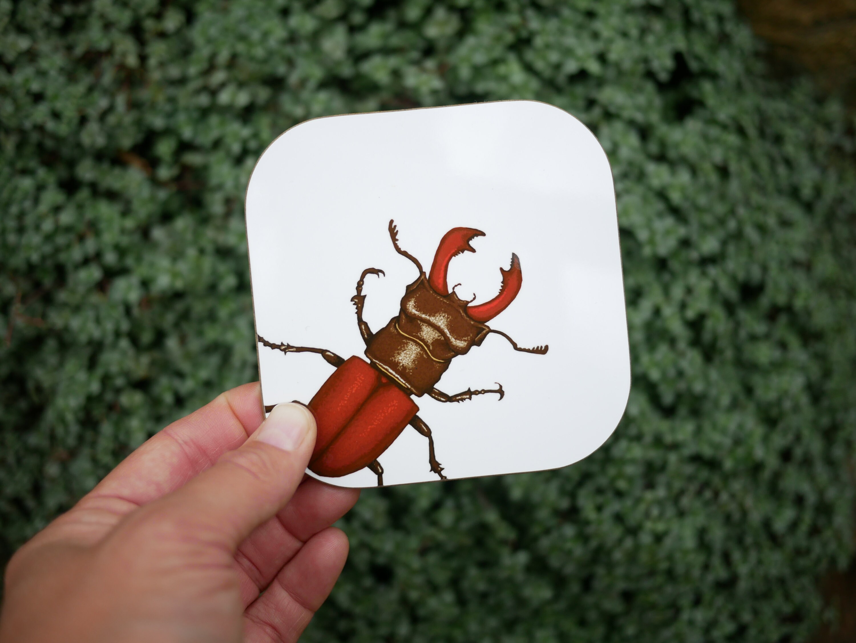Illustrated Stag Beetle Coaster - Wildlife Inspired Homeware Gift With ...