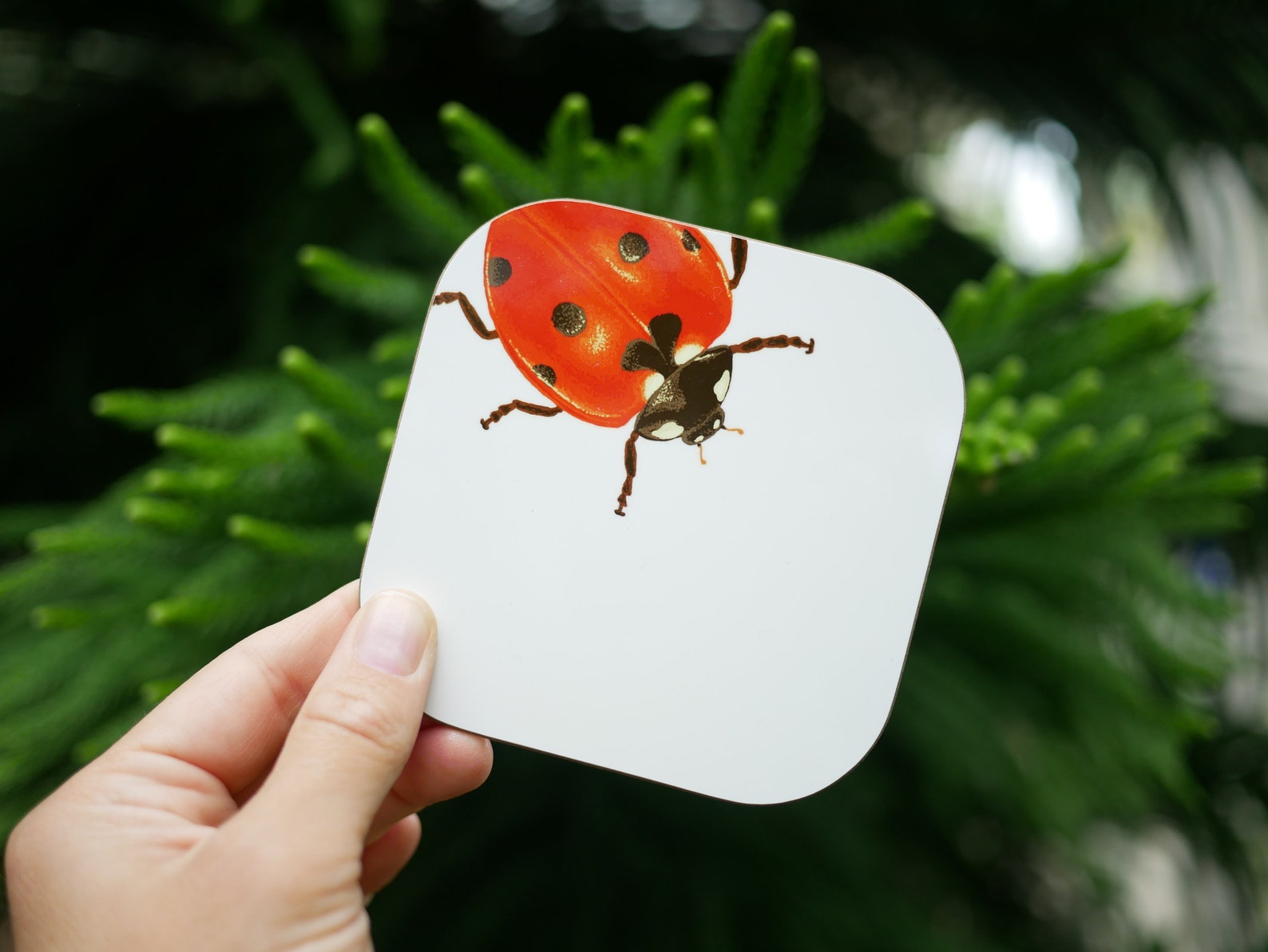 Illustrated Ladybird Coaster - Wildlife Inspired Homeware Gift With Eco ...