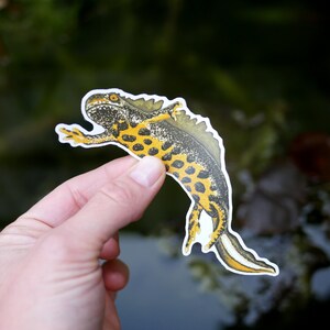 Great Crested Newt Vinyl Sticker - Waterproof Animal Wildlife Inspired ...