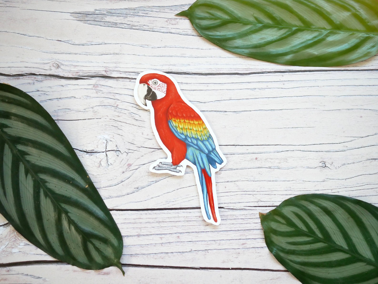Scarlet Macaw Vinyl Sticker Waterproof Animal Wildlife | Etsy