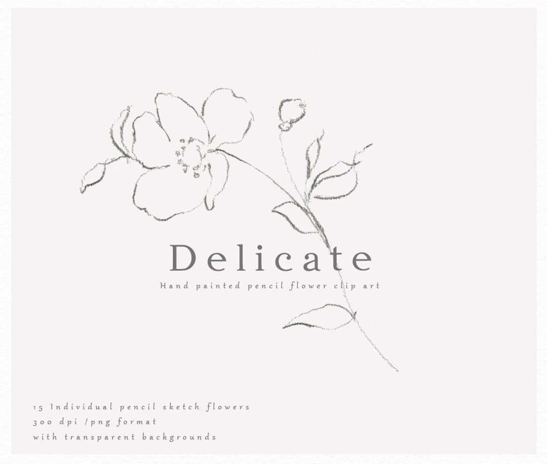 Hand Drawn Fine Art Graphic- Delicate/small Set/elements/individual PNG ...