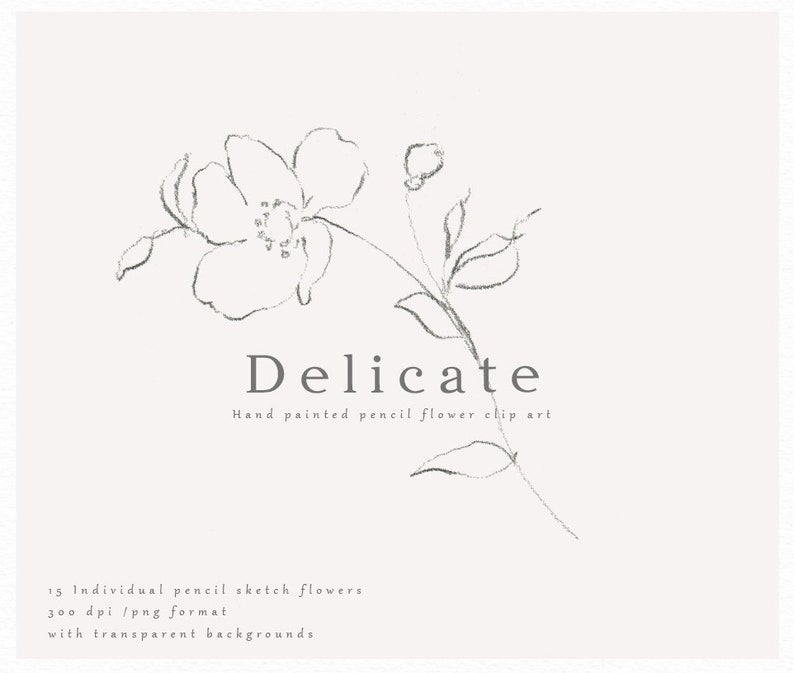 Hand Drawn Fine Art Graphic- Delicate/small Set/elements/individual PNG ...