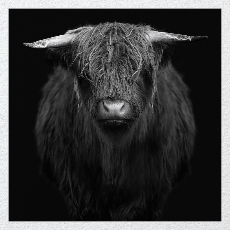 Highland Cow Fabric Panels Cushion Panels Velvet Cotton - Etsy