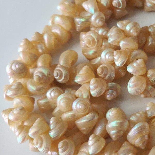 Trochus Shell - Etsy