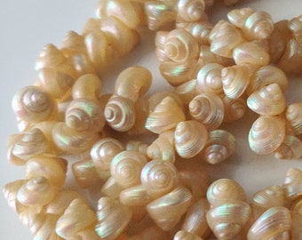 Trochus Shell - Etsy