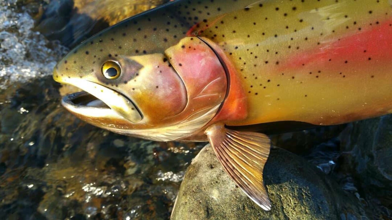 25 Metal Trout Sculpture. Rainbow Steelhead | Etsy