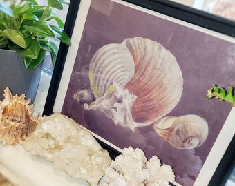 Shell Still Life | Etsy