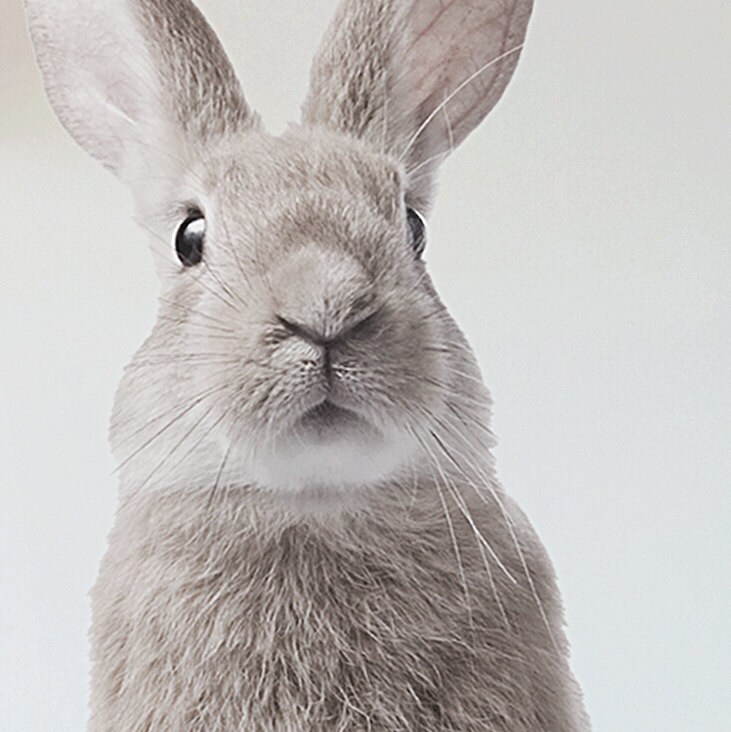 Hello Bunny Wall Decal - Etsy Australia